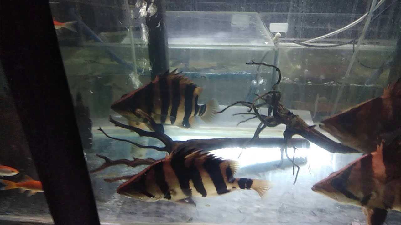 FEEDING TIGER FISH /DATZ - YouTube
