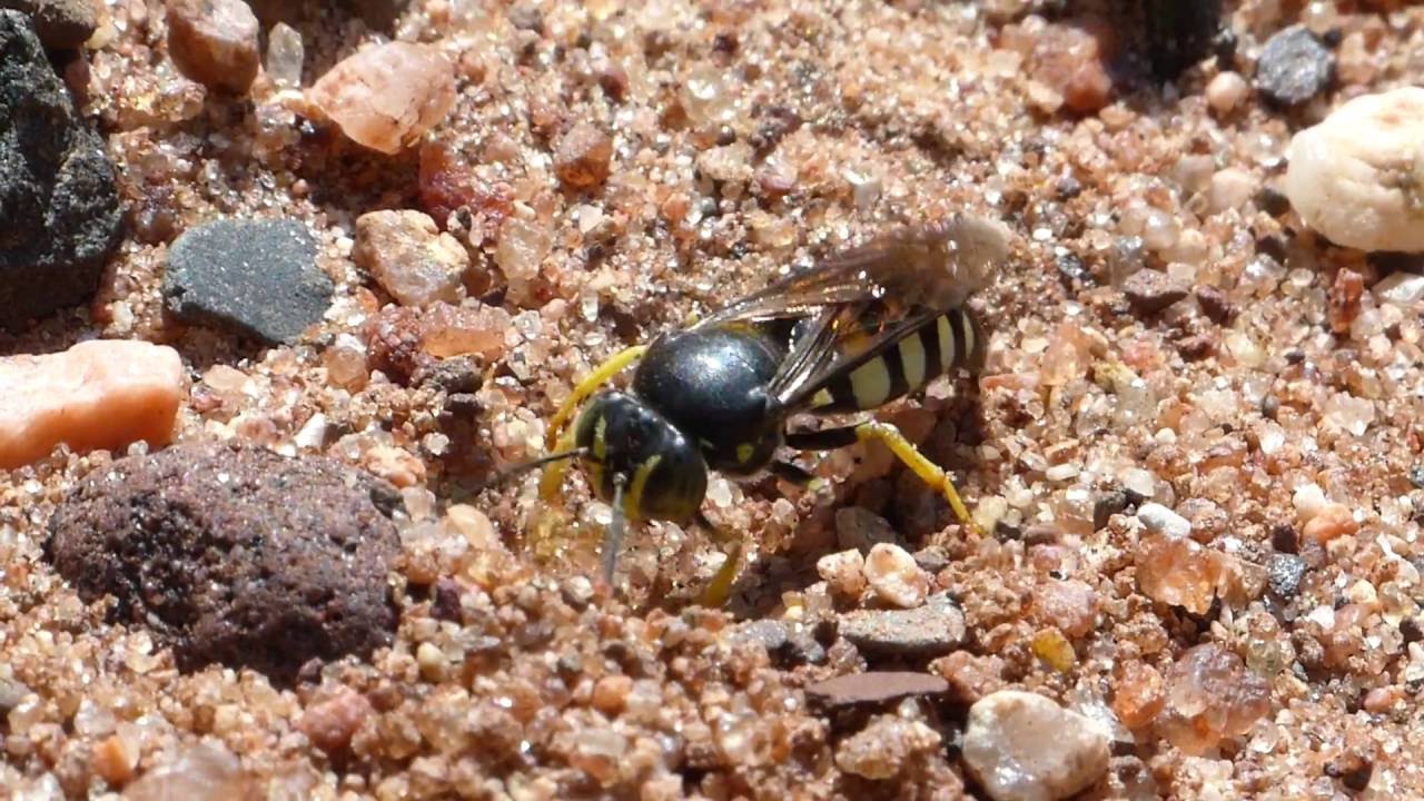Sand Wasp Hiding Its Burrow - YouTube