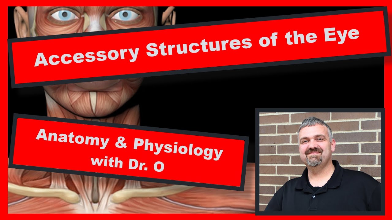 Accessory Structures of the Eye: Anatomy and Physiology - YouTube