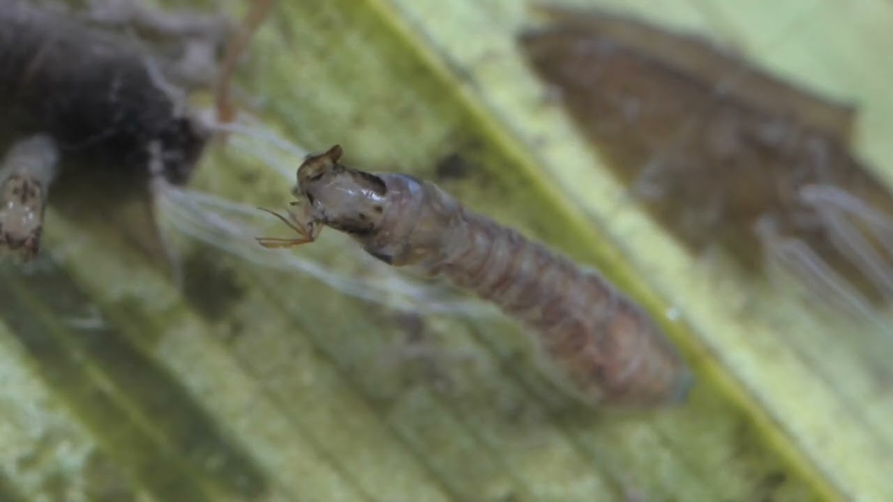 Black fly (Simuliidae) larvae/Púposszúnyog lárvák - YouTube