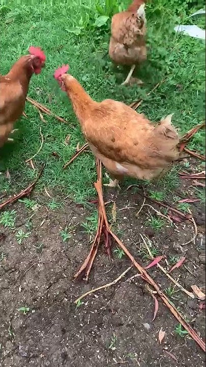 Tiger snake vs chicken - YouTube