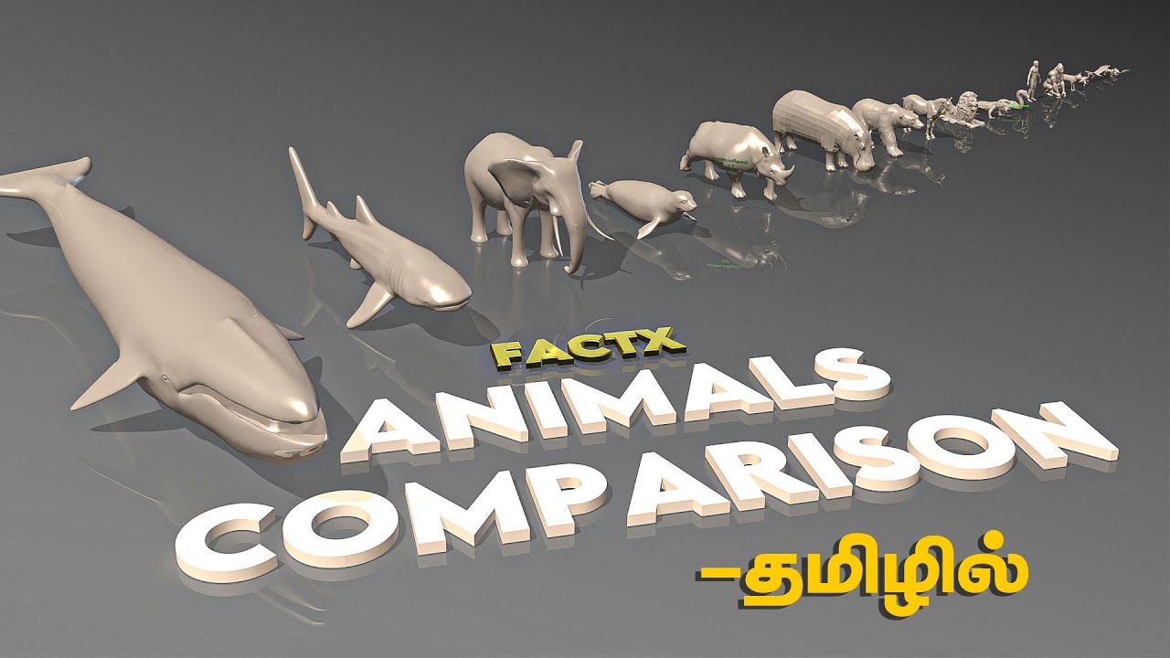 3D Animals Size Comparision | தமிழில் | We With Facts - YouTube