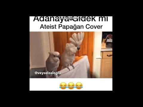 Adanaya Gidek mi - Ateist Papağan Cover