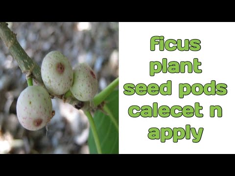 Ficus plant seeds pods ....(Urdu/Hindi) - YouTube