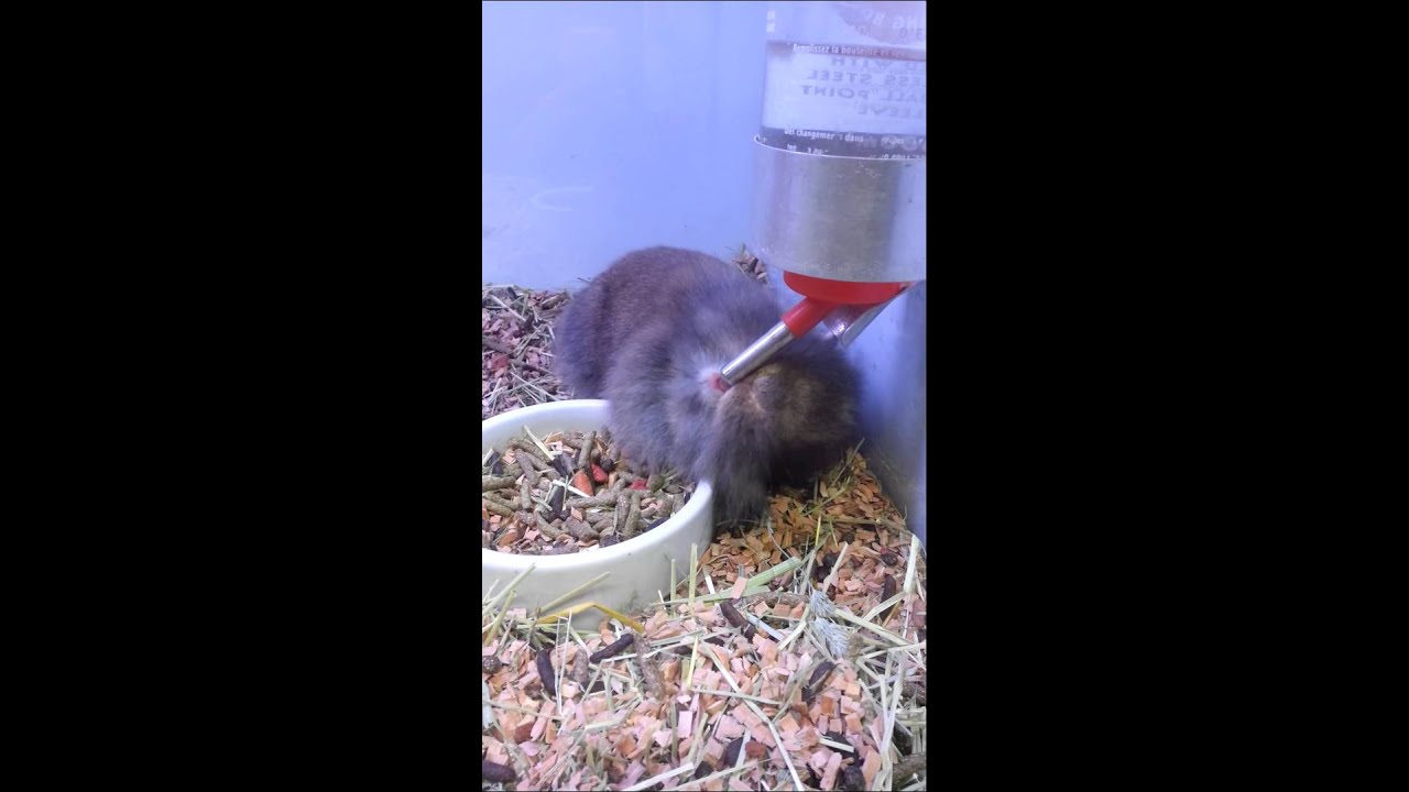 hermelin rabbit - YouTube