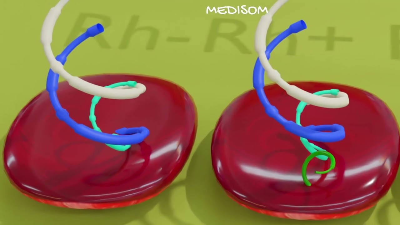 AF SOMALI ABO & RHESUS BLOOD SYSTEM - YouTube