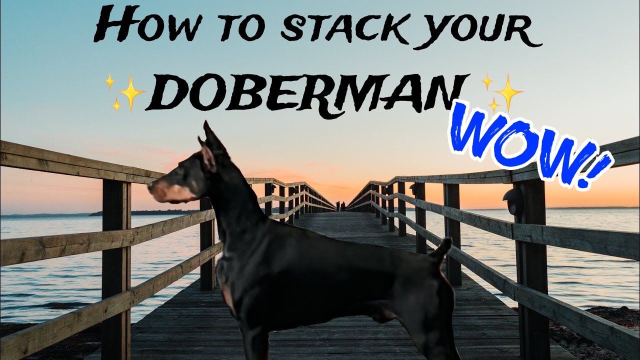 This is how to stack a Dobie #doberman #dogs #thatdobermandiezel # ...