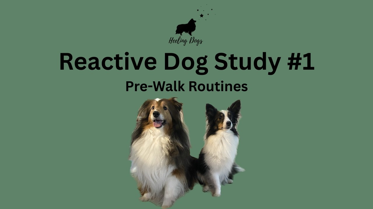 Reactive Dog Research Study #1 Pre-Walk Routines - YouTube