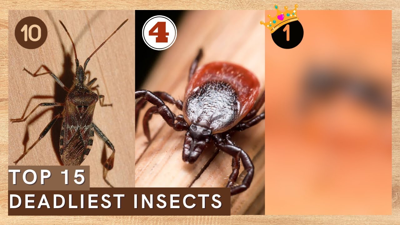 🐞 Top 15 Deadliest Insects! 🌍 | Curious Corner. - YouTube