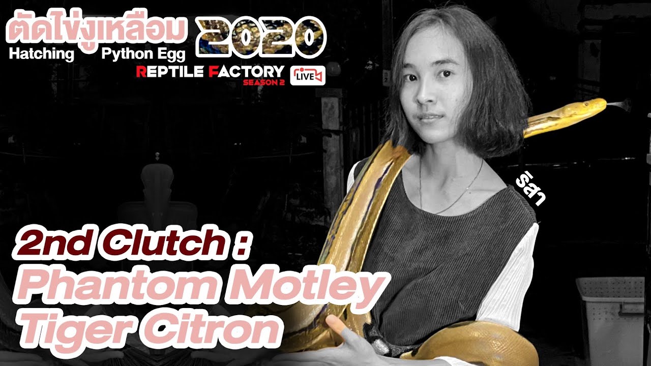 2nd ตัดไข่งูเหลือม 2020 (RF Live) งูเหลือมลายใหม่ 3ยีนส์เด่น Phantom Motley Tiger Citron - YouTube