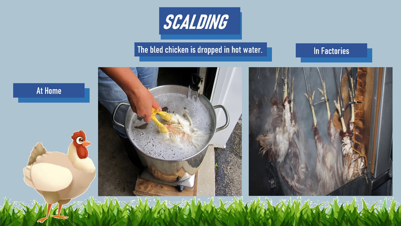 TLE 10 STEPS IN SLAUGHTERING A CHICKEN and NUTRITIONAL VALUE OF POULTRY ...