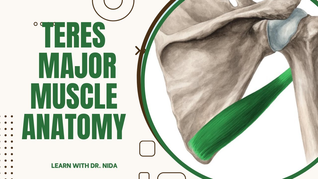 Teres Major Muscle Anatomy Origin, Insertion, Nerve Supply & Action ...