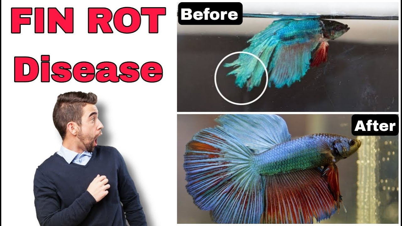How To Treat Fin Rot Disease in Aquarium Fish Naturally - YouTube