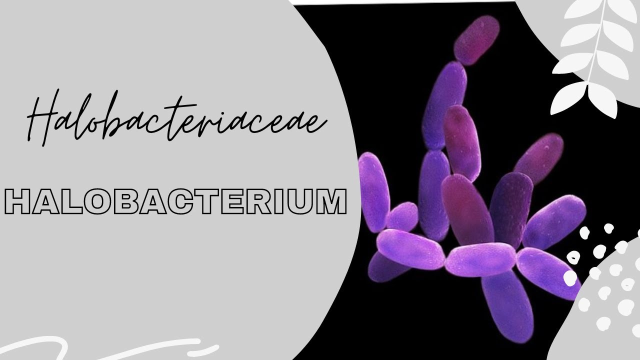 Capítulo #6/ Halobacterium - YouTube