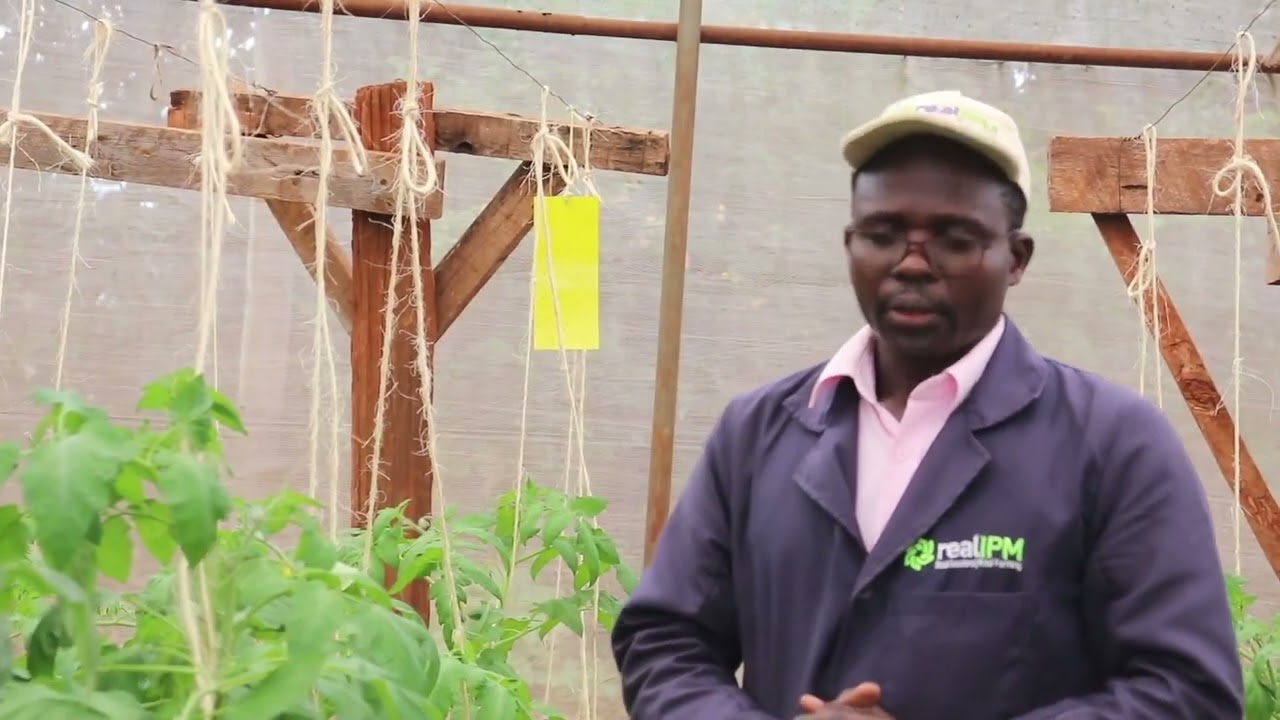 Fighting Tuta Absoluta with our Delta Traps. - YouTube