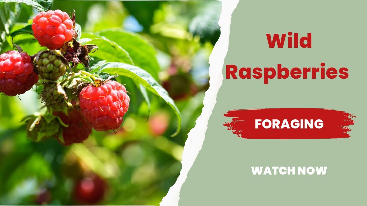 Foraging for Raspberries - YouTube