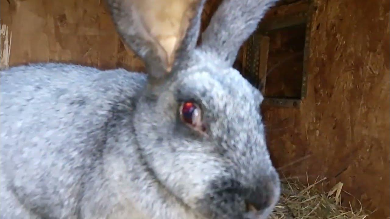 Маточники для кроликов из фруктовых ящиков. Секции для клеток - YouTube