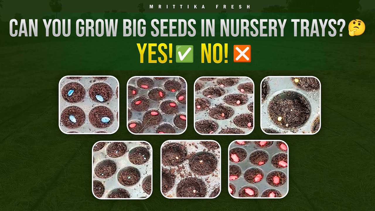 Can Big Seeds Like Ridge Gourd Be Grown in Nursery Trays? | Mrittika ...