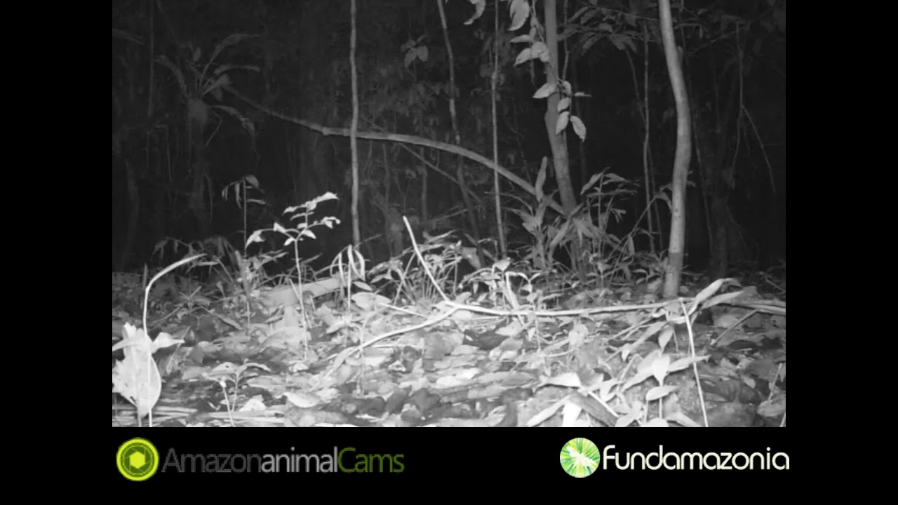 White-bellied Slender Opossum, Marmosops sp. "Zarigüeya pequeña" - YouTube