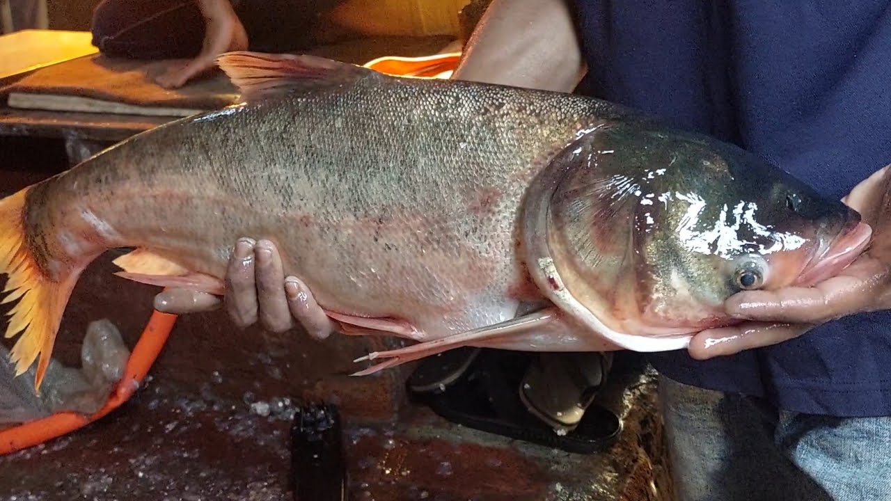 BIG BRIGET 💥 BREGET FISH CUTTING SKILLS | FISH AND FISH - YouTube