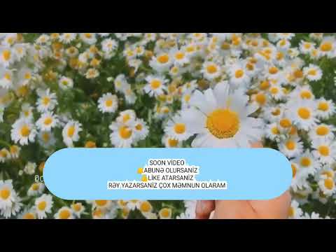 STATUS ÜÇÜN GÖZƏL VİDEOLAR😍ƏN GÖZƏL QİSA VİDEOLAR.VATSAP GÖZƏL VİDEO.GÜLLƏRƏ AİD QİSA VİDEO