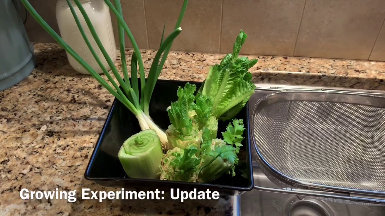 Plant Growth Experiment