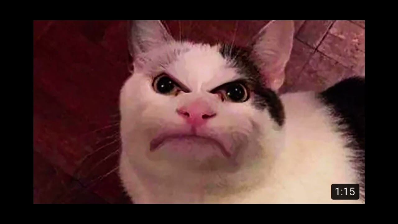 Beluga gets mad Dying sad sounds 😞 😔 😢 😠 😡 😭 #9 - YouTube