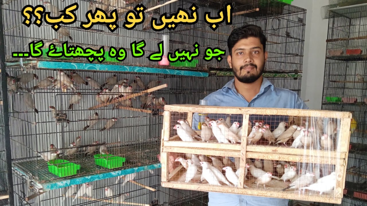 Fawn java stock available | Quality Birds | Muhammad Anas Ahmed - YouTube