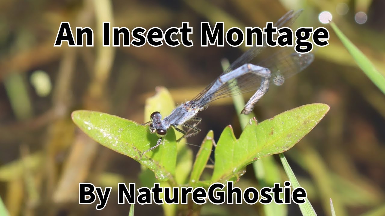 An Insect Montage - YouTube