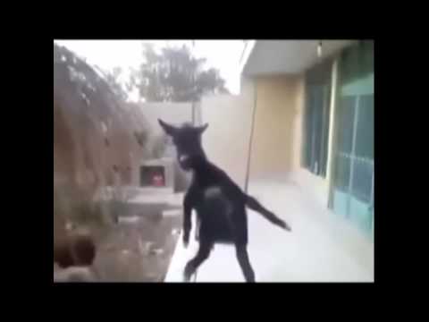 Hayatı Tesbih Yapan Eşek