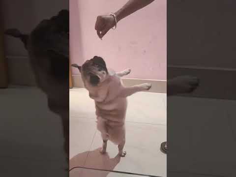 Pug standing 🐩 - YouTube