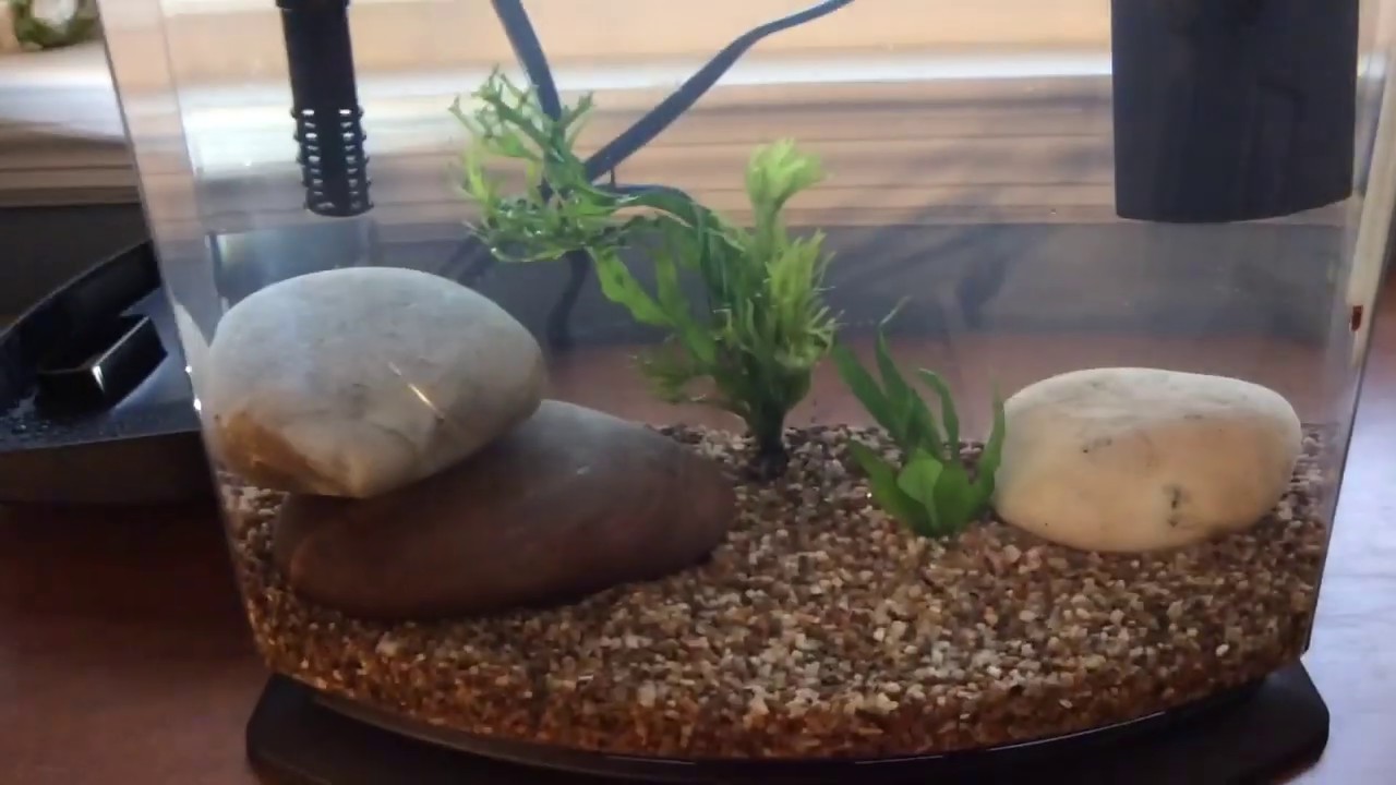 New Crested Java Fern For 2.5g Aquarium! - YouTube