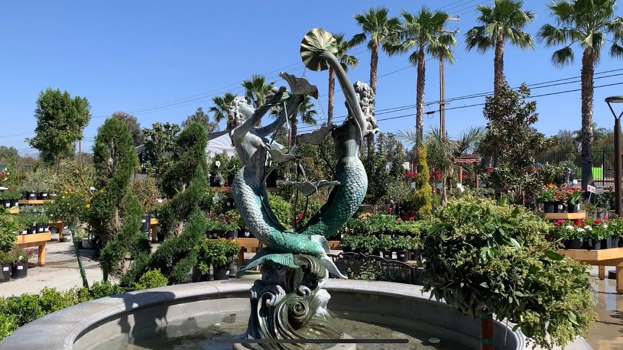 Louie's Nursery, Tropical & Citrus Fruits. Đi Thăm Vườn Cây Giống Mỹ ở ...