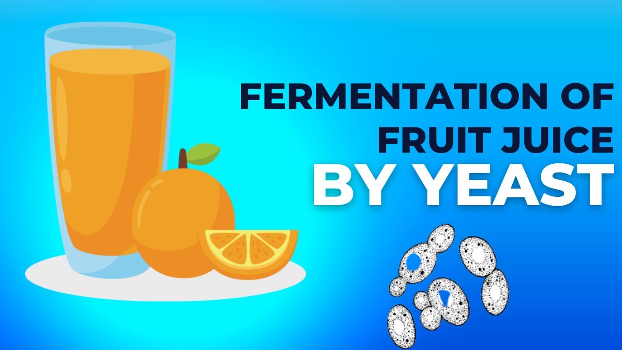 Fermentation of fruit juice by yeast || Activity - YouTube
