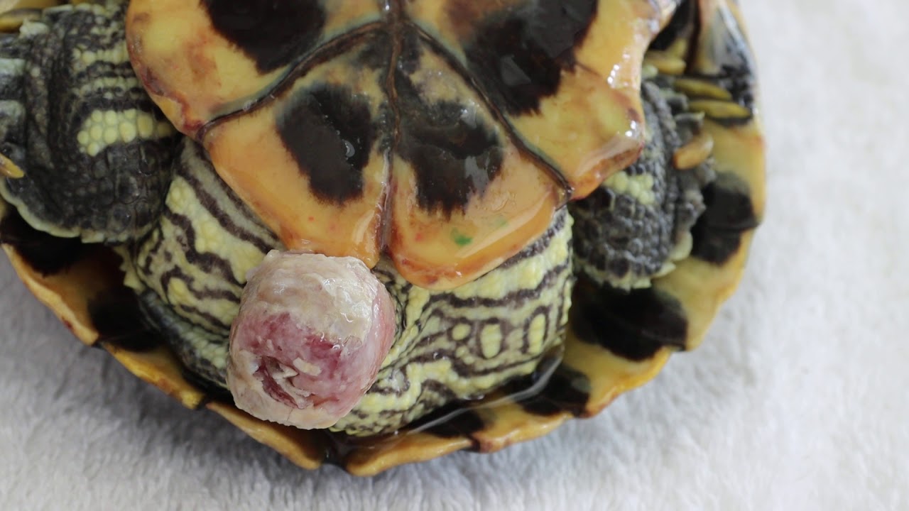 How to treat a female red-eared slider with oviduct prolapse? - YouTube