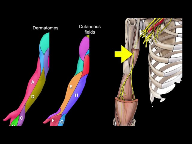 Dermatomes Arm Hand Anatomy