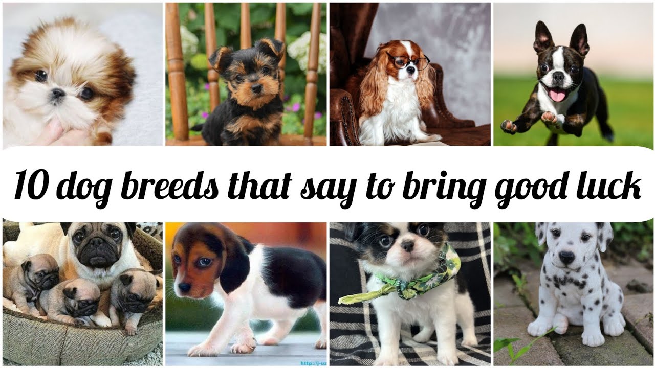 10 dog breeds that say to bring good luck. - YouTube