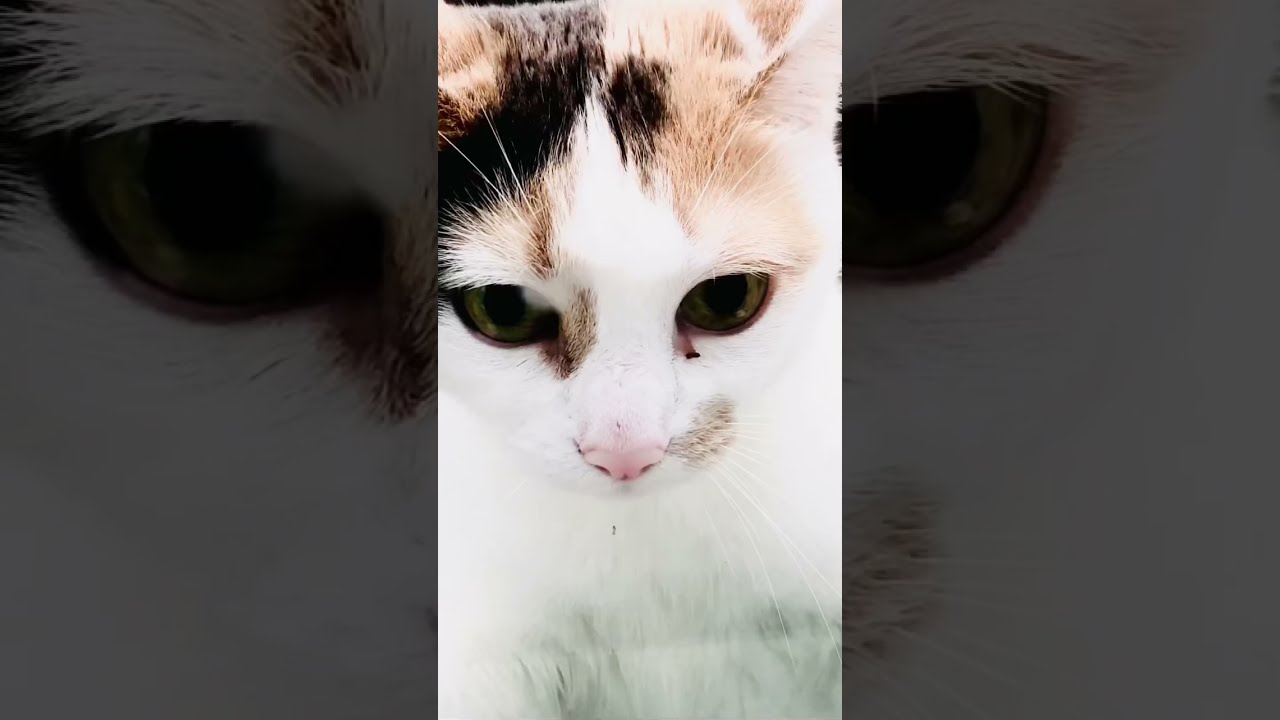 Calico cat meowing at me #shorts - YouTube