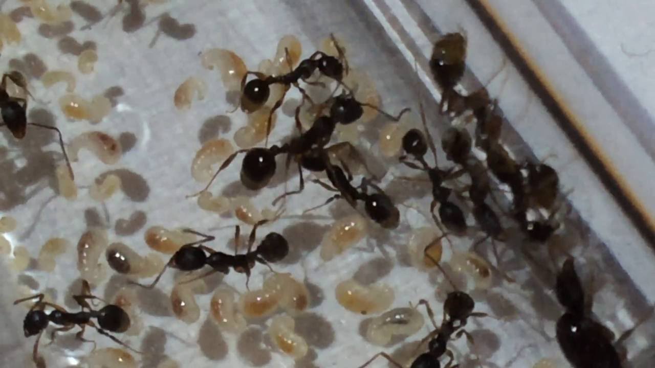 Aphaenogaster sp. colony - YouTube