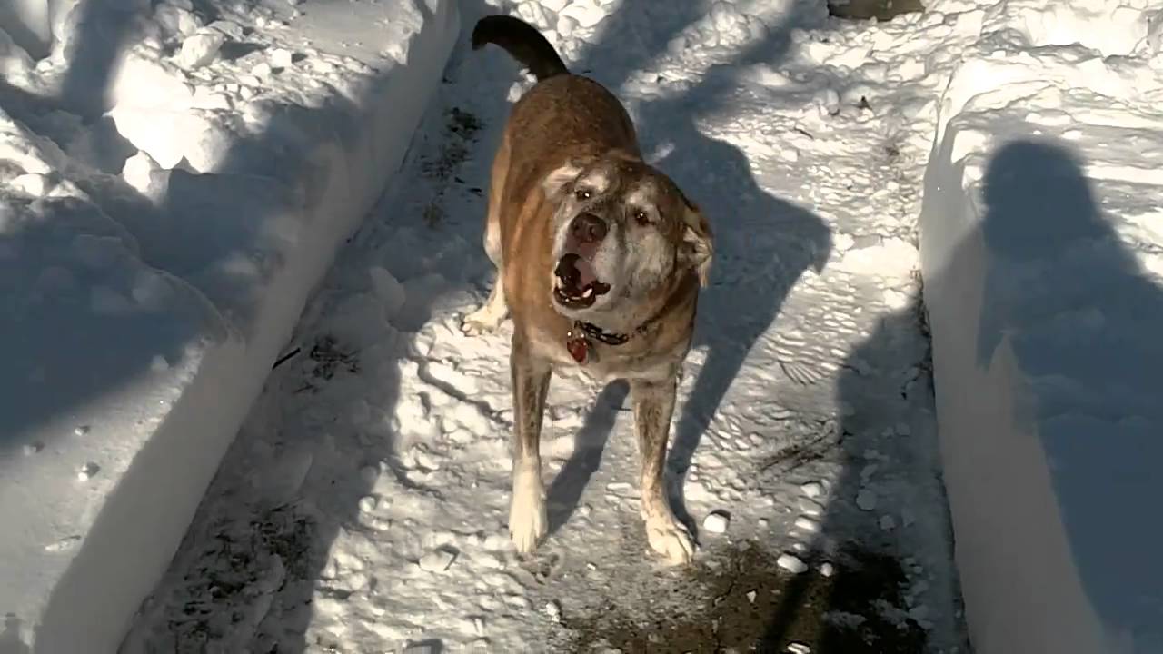 Keisha the Cao de Castro Laboreiro (Portuguese Cattle Dog) - YouTube