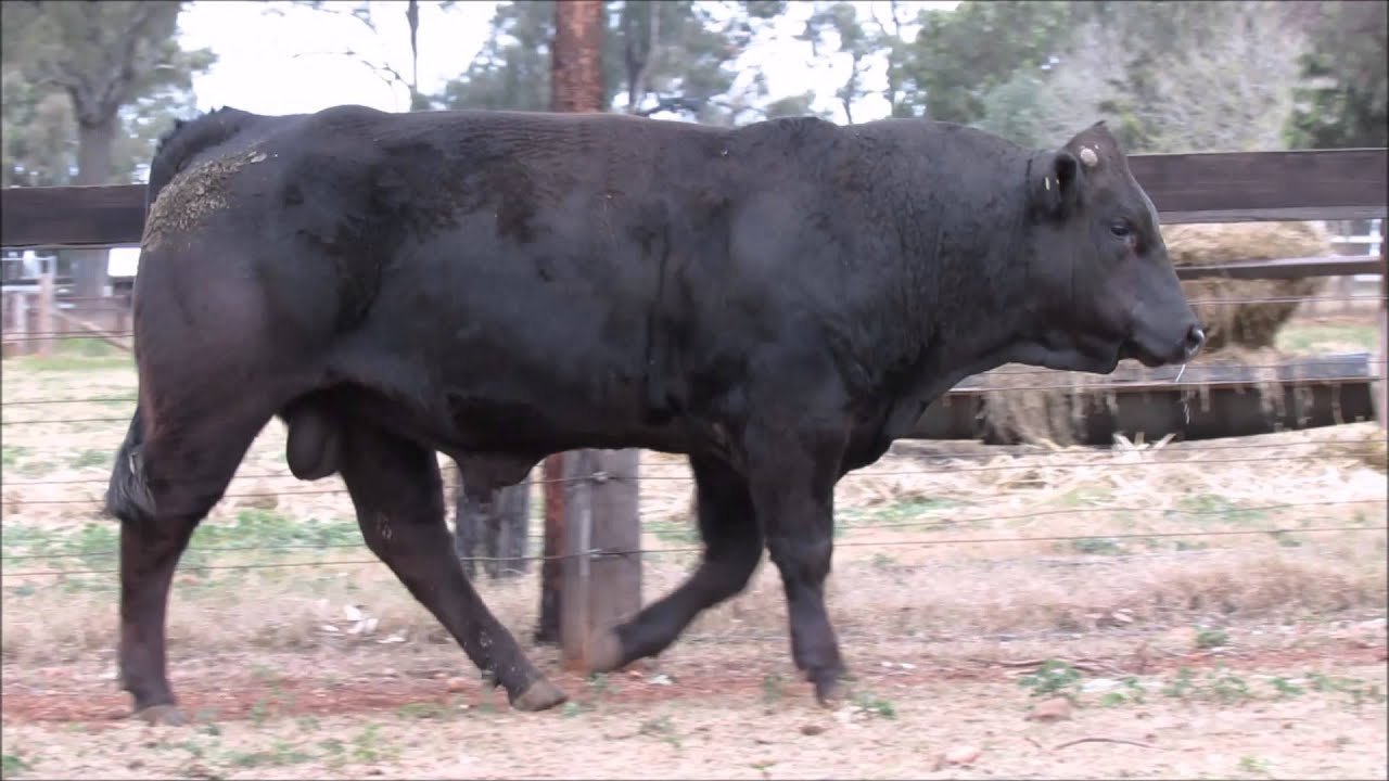 Lot 23 Manali Limousin & Lim-Flex Bull Sale, 2014. - YouTube
