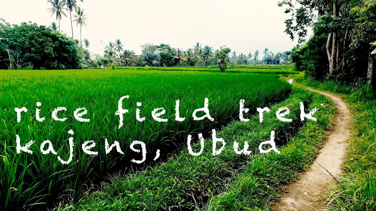 [Bali] Ubud : Rice Paddy fields trek Jl.Kajeng / take a walk around ...