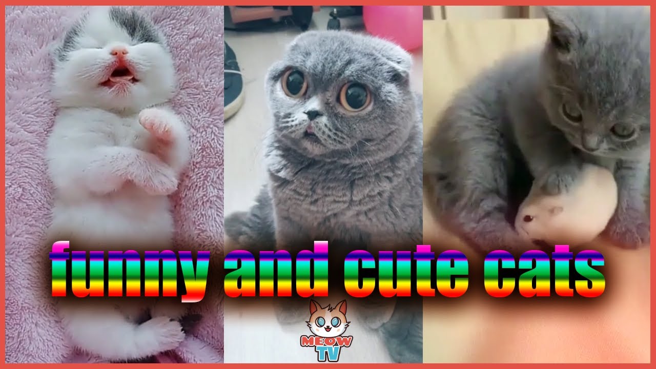 Funny and cute cats😻compilation MEOW TV 2020/2 - YouTube