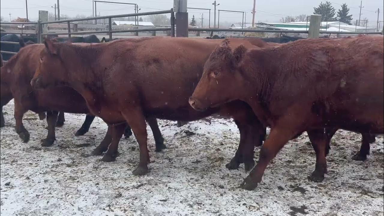 Robert Jenni Ranch Lewistown, MT Bred Cows at Lewistown Livestock Auction 1-17-23 - YouTube