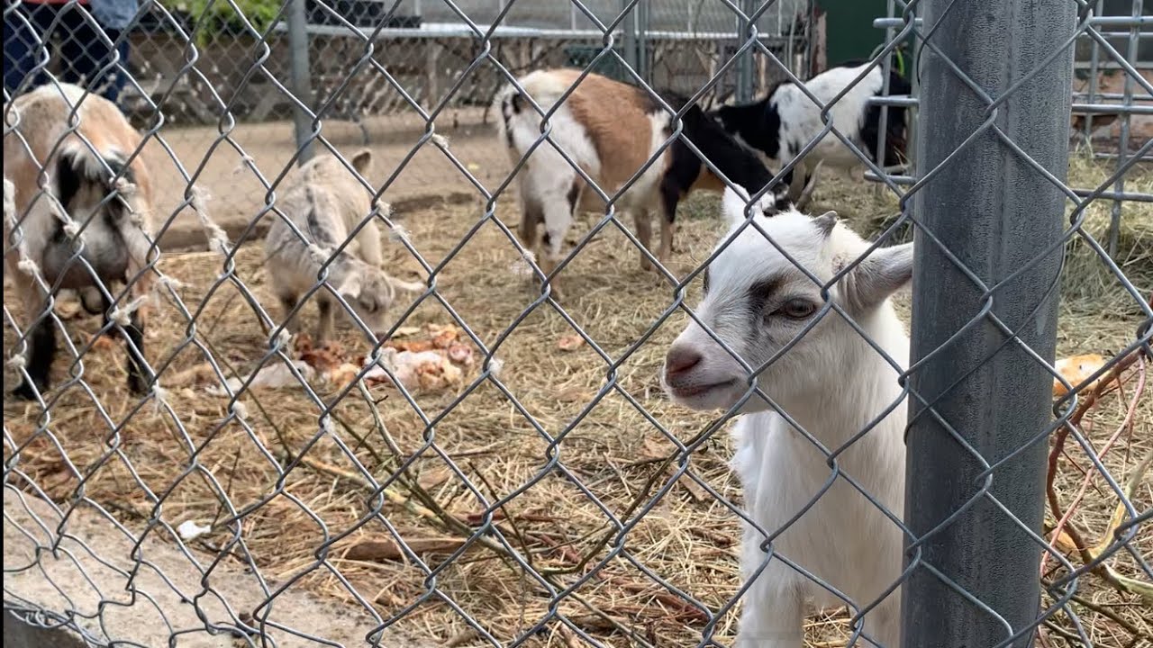 Dehydrating and Baby Animals - YouTube