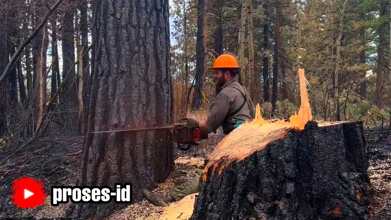penebangan pohon dan gergaji mesin - YouTube