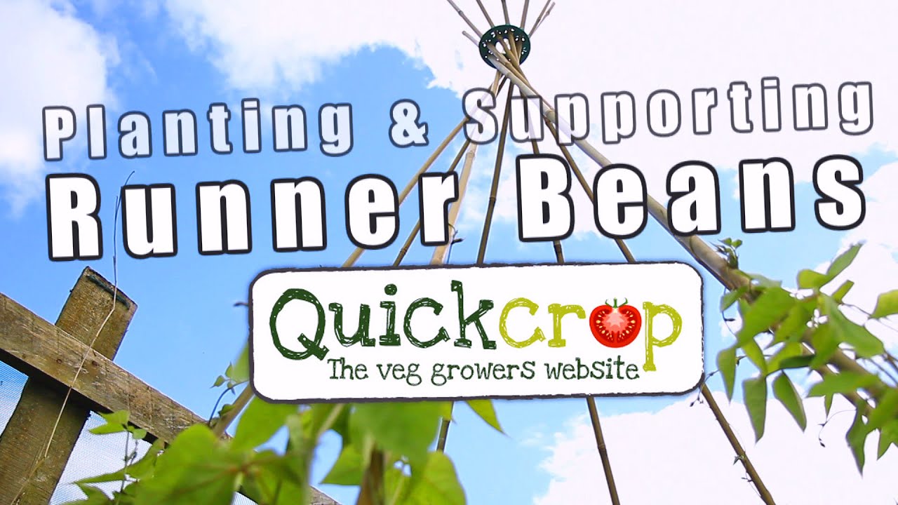 Planting & Supporting Runner Beans - YouTube