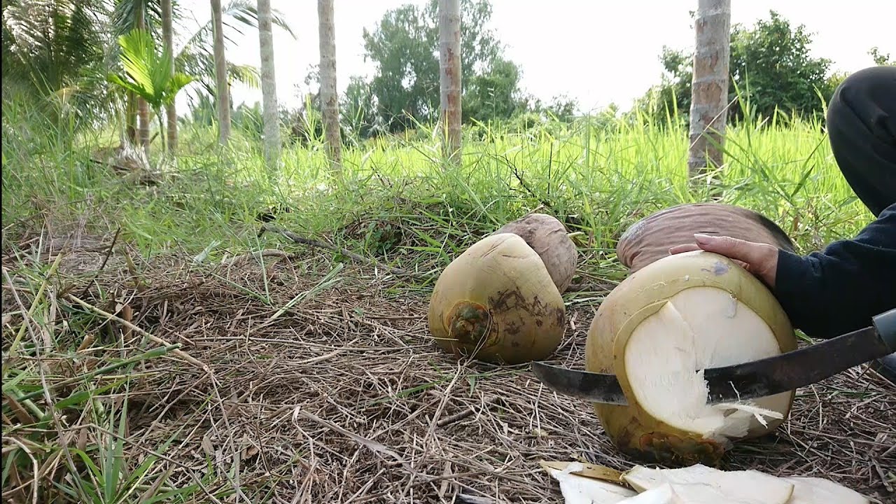 Picking Young Coconut , how to peel coconut !! - YouTube
