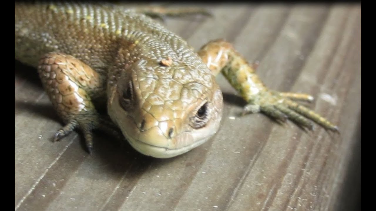 Hännätön sisilisko ja sen kesytys terassilla - YouTube