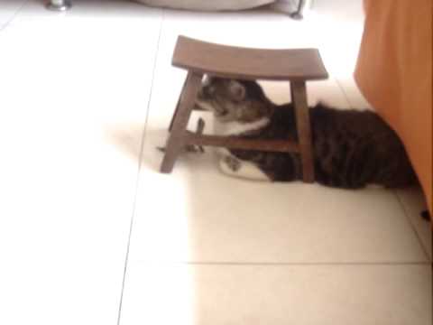 It's complicated between cat and turtle - YouTube